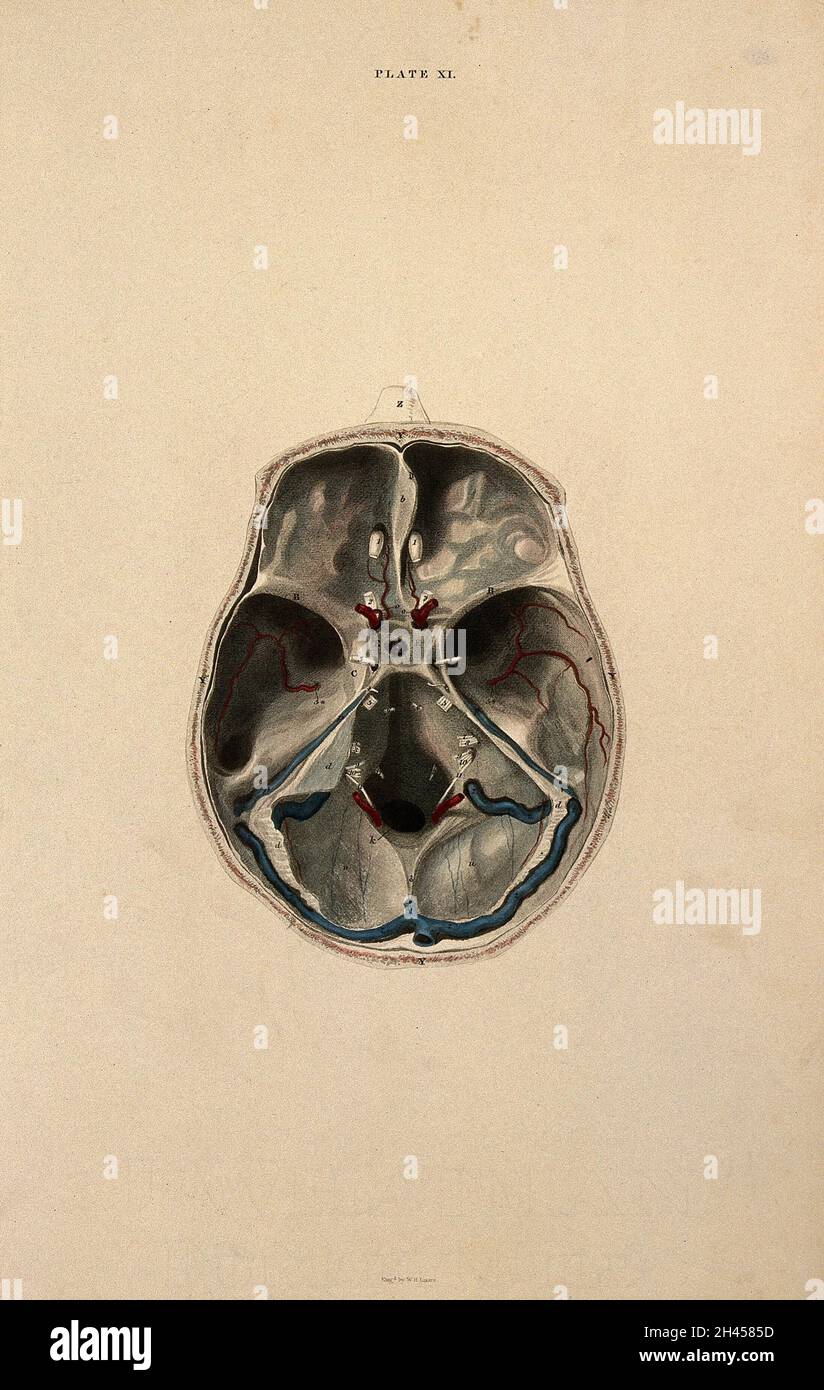 Skull: lateral section, with blood-vessels indicated in red and blue ...
