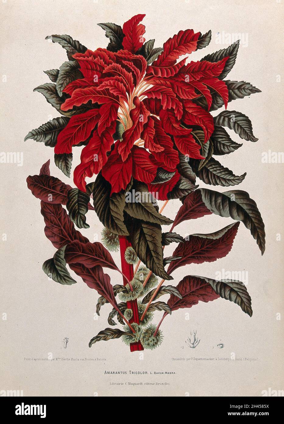 Josephs coat flower hi-res stock photography and images - Alamy