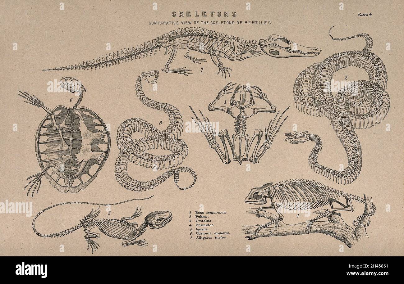 Skeletons of various reptiles: seven figures, illustrating the ...