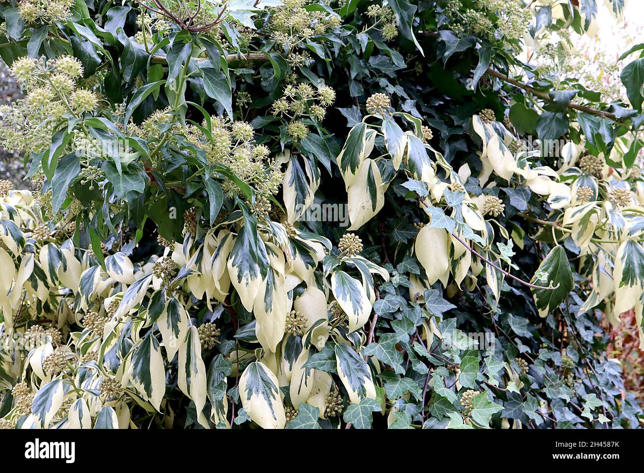 Variegated persian ivy hi-res stock photography and images - Alamy
