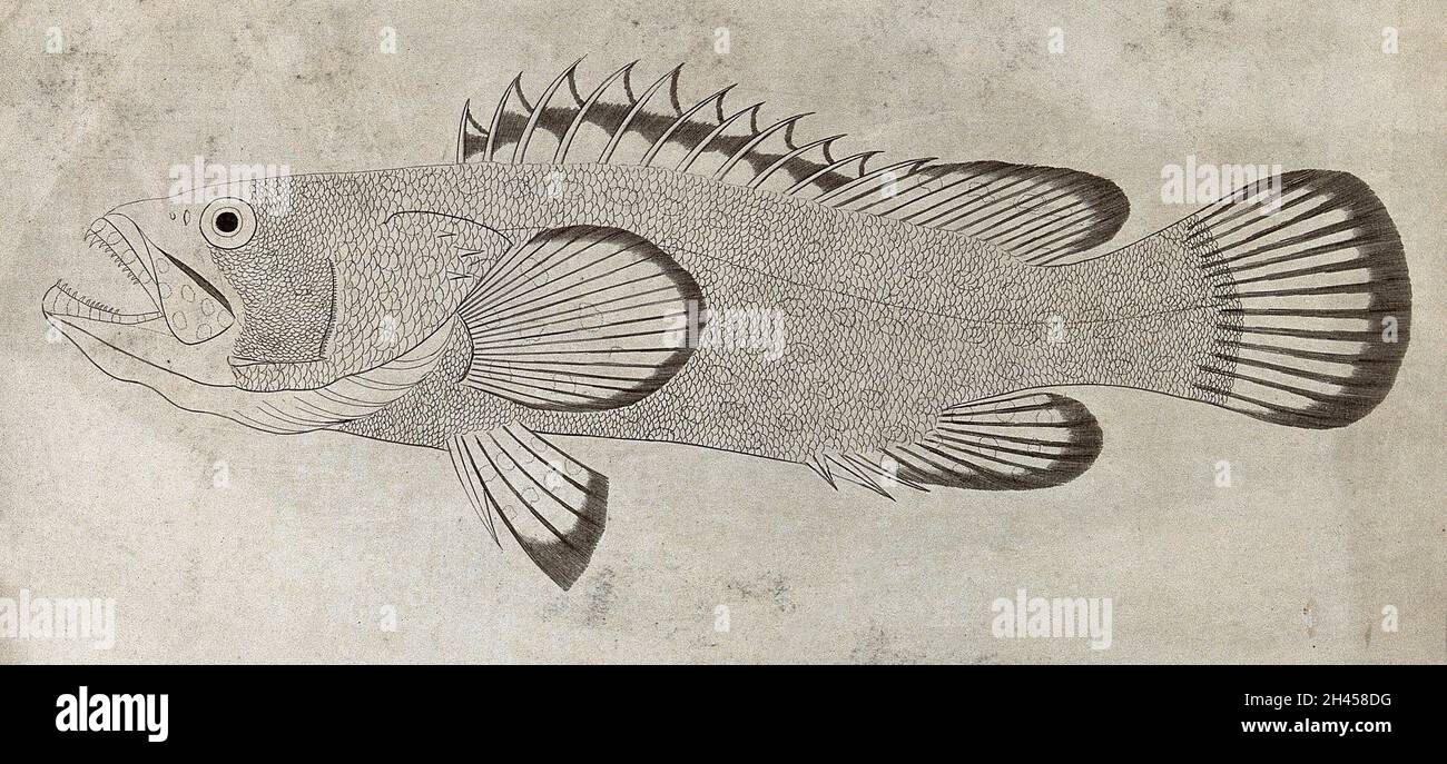 A fish with spikes. Etching Stock Photo - Alamy