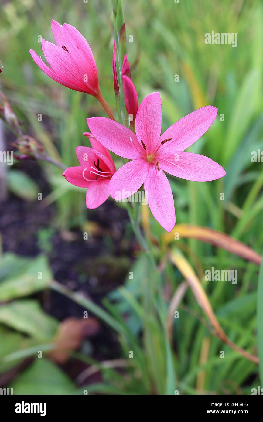 Hesperantha / Schizostylis coccinea ‘Sunrise’ crimson flag lily Sunrise ...