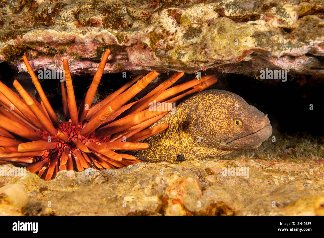 A yellowmargin moray eel, Gymnothorax flavimarginatus, shelters in a ...