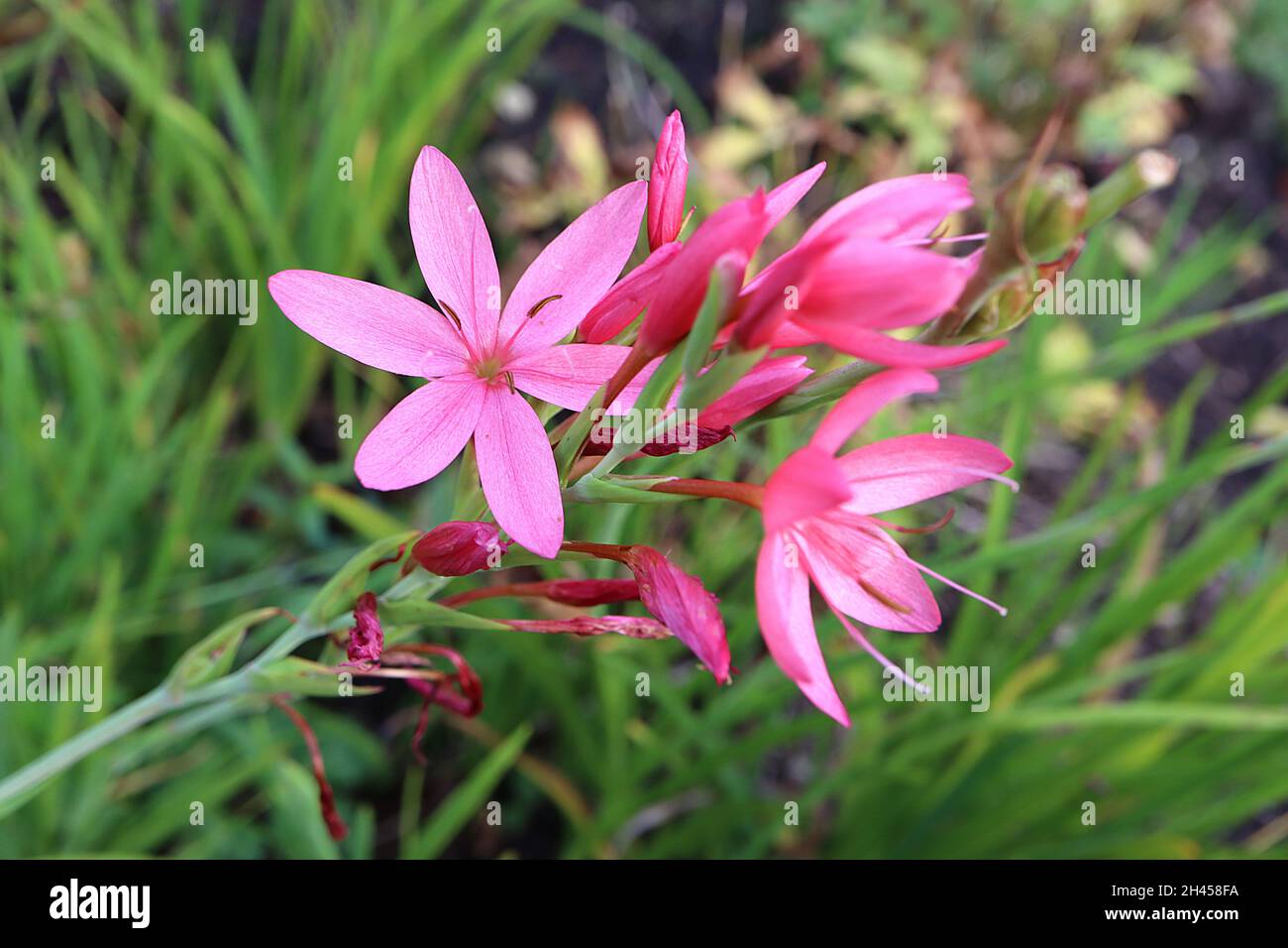 Hesperantha / Schizostylis coccinea ‘Sunrise’ crimson flag lily Sunrise ...