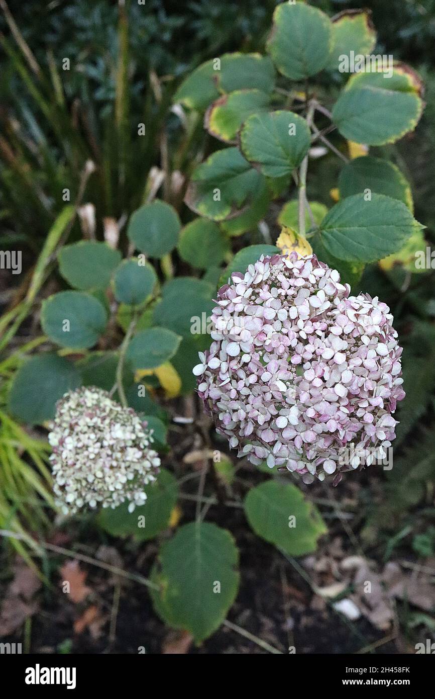Hydrangea arborescens ‘Invincibelle Mini Mauvette’ miniature hydrangea ...