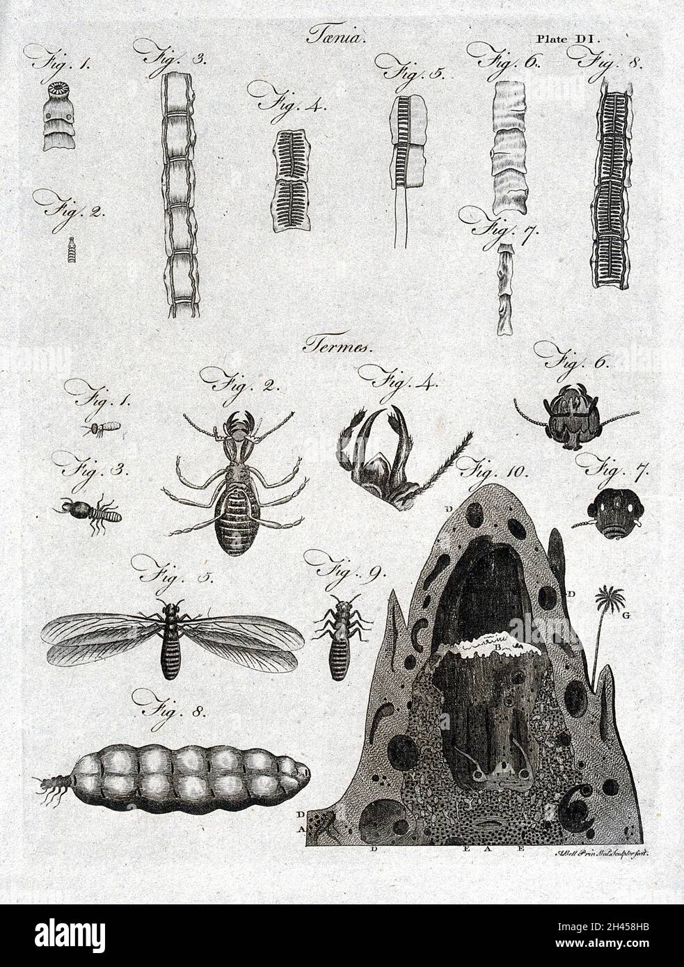 Microscopy: diagrams illustrating insects and parts of insects ...