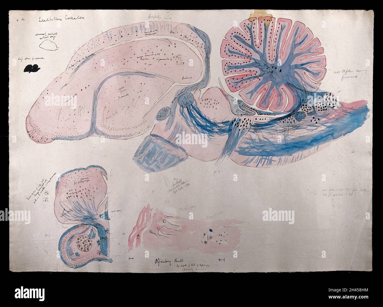 Brain of a leadbitter's cockatoo: figures showing dissections of the ...
