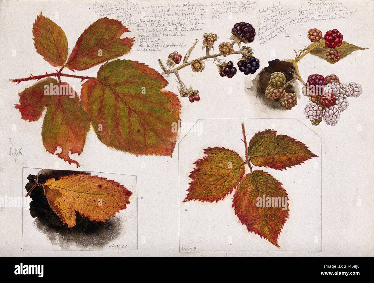 Autumn leaves and fruits of bramble (Rubus species). Watercolour ...