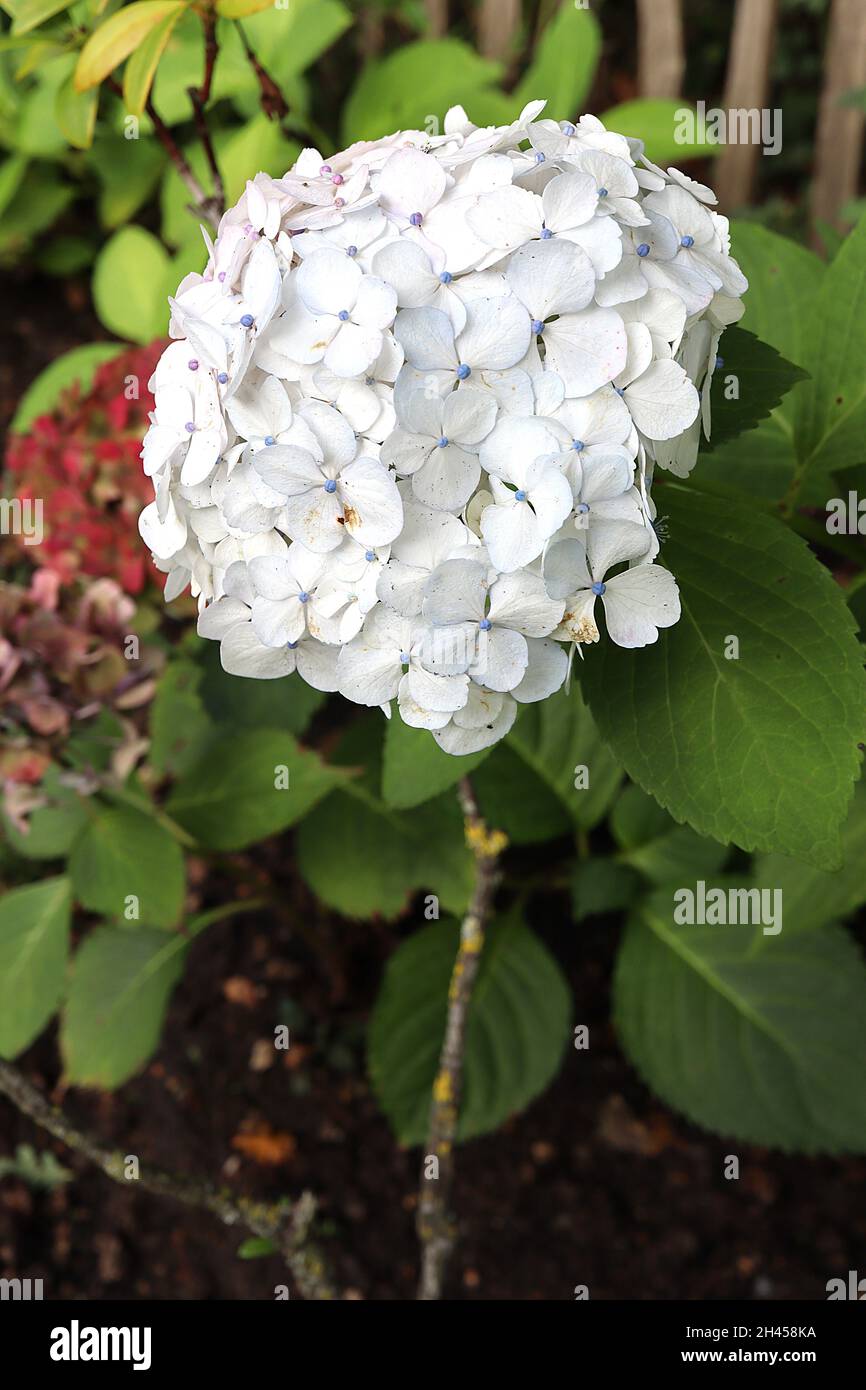 Hydrangea macrophylla ‘Madame Emile Mouillere’ Hortensia Madame Emile ...