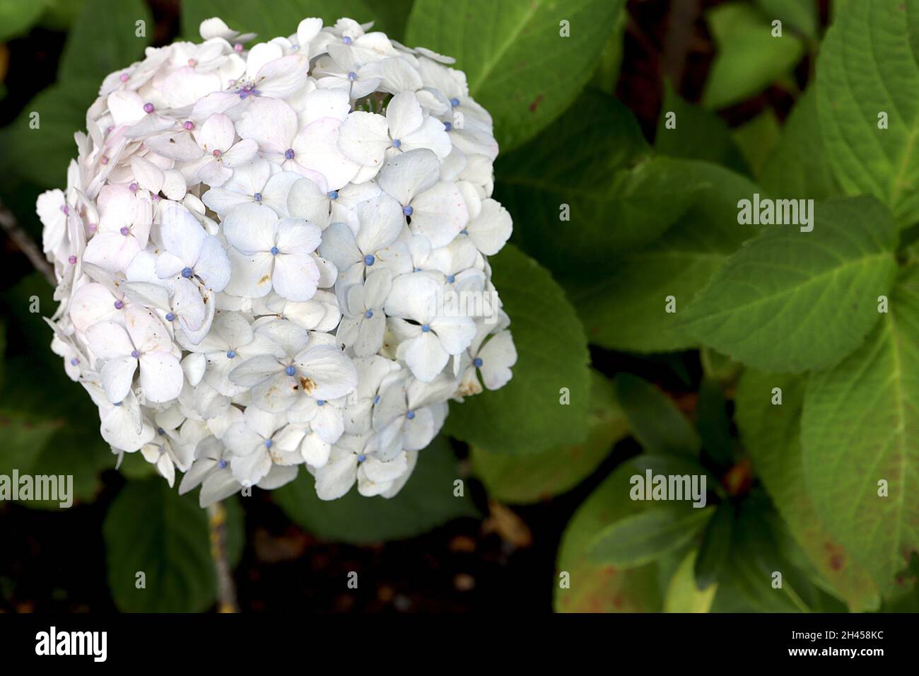 Hydrangea macrophylla ‘Madame Emile Mouillere’ Hortensia Madame Emile ...