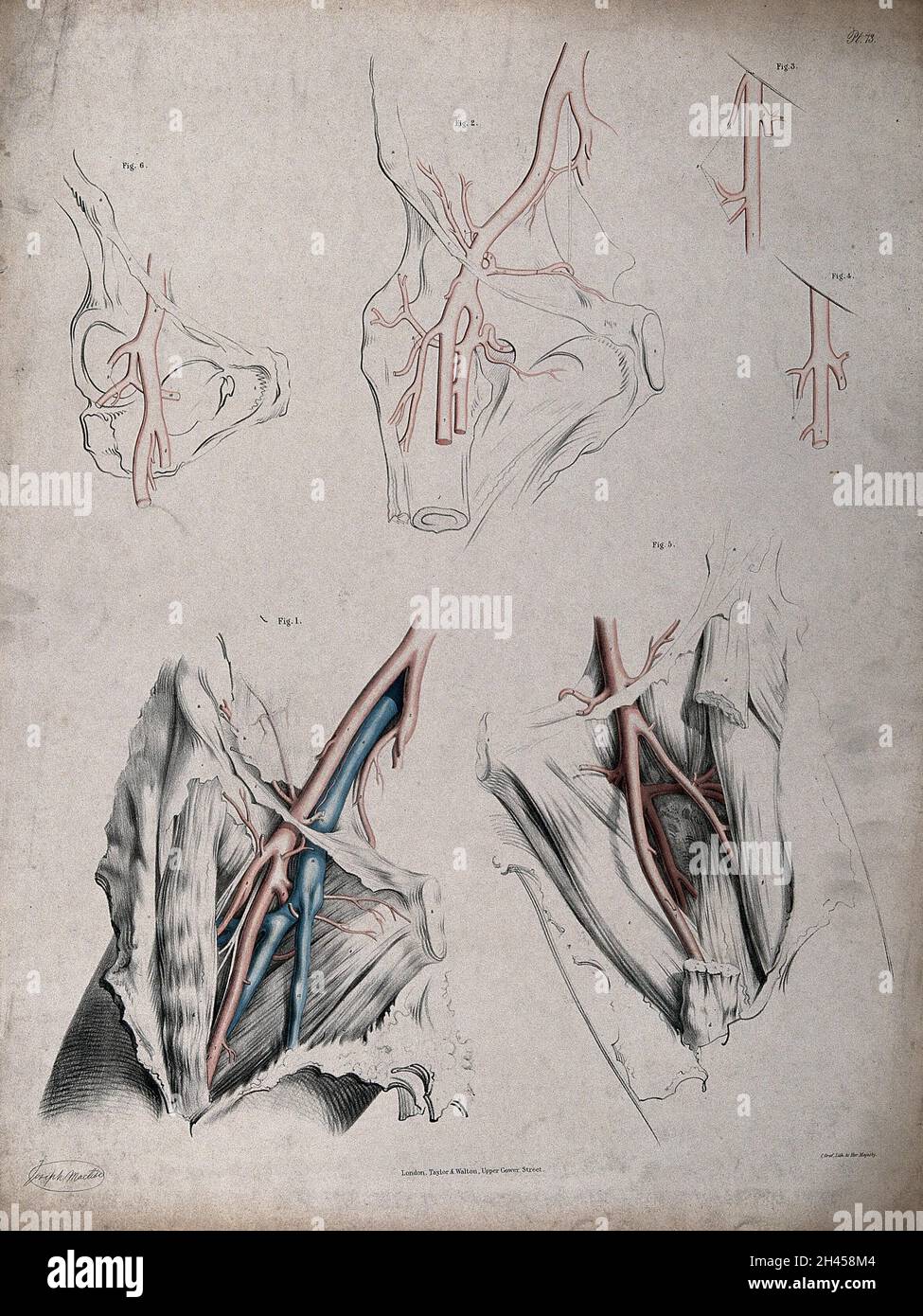 The circulatory system: dissections of the groin, thigh and hip, with ...