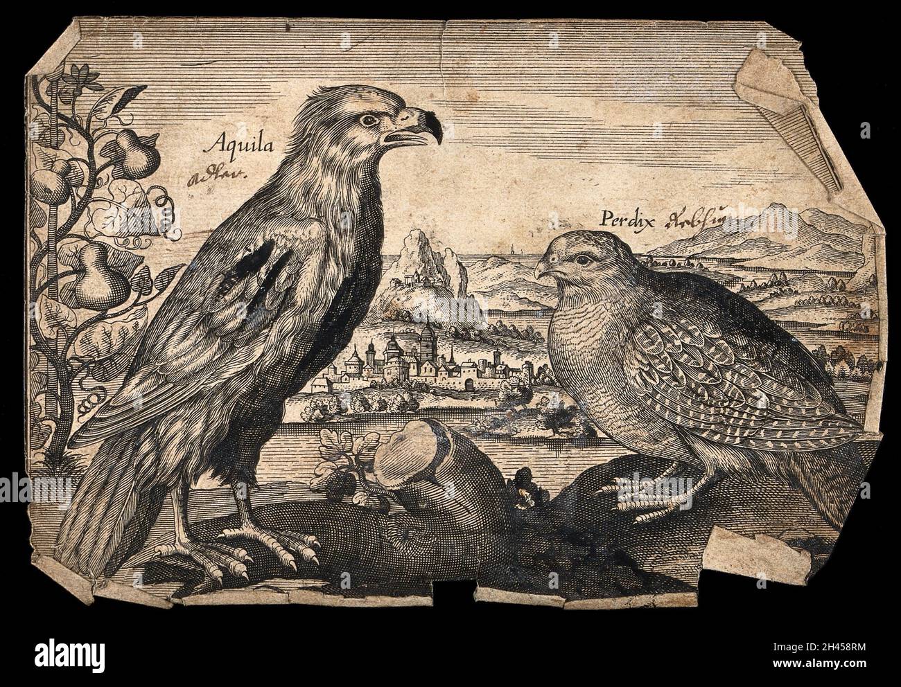 An eagle and partridge set in a landscape. Etching, 17th century Stock ...
