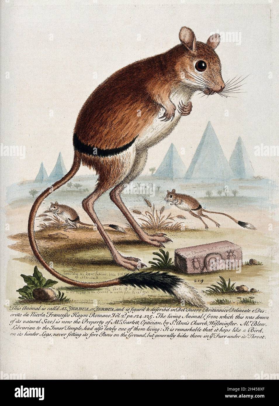 A jerboa standing in the desert next to an inscribed stone with ...