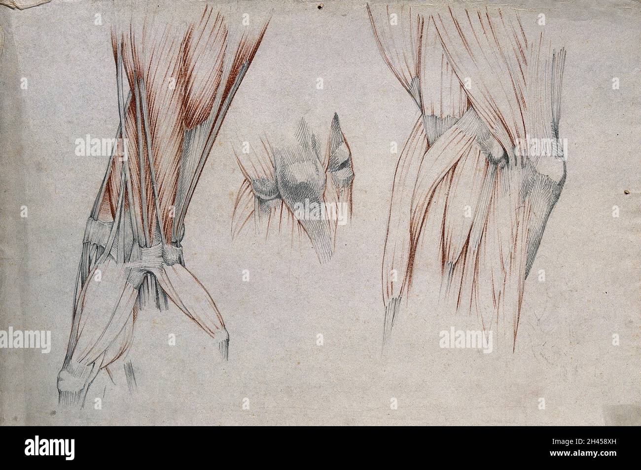 Muscles, tendons and bones of the elbow and hand: three figures. Red ...