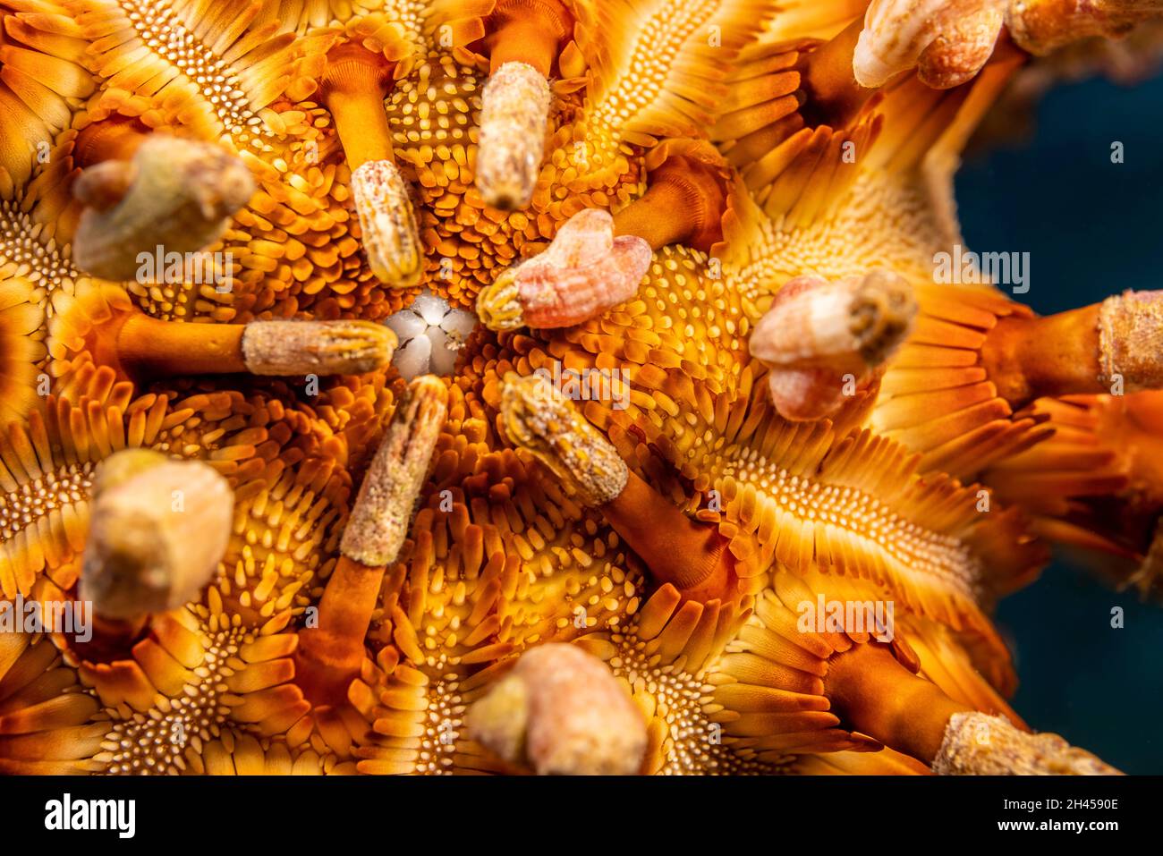 The underside of the rough-spined urchin, Chondrocidaris gigantea, with its mouth visible ...
