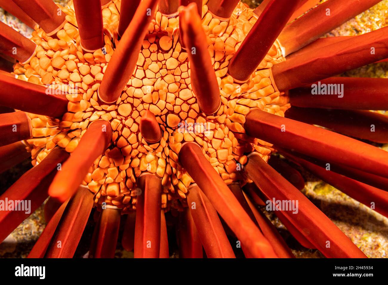 A close look between the spines of a slate pencil sea urchin ...