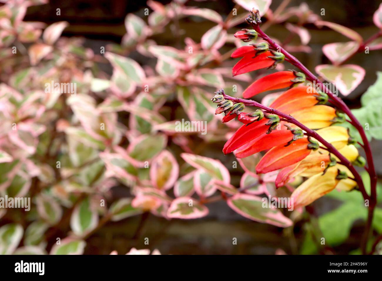 Firecracker vine hi-res stock photography and images - Alamy
