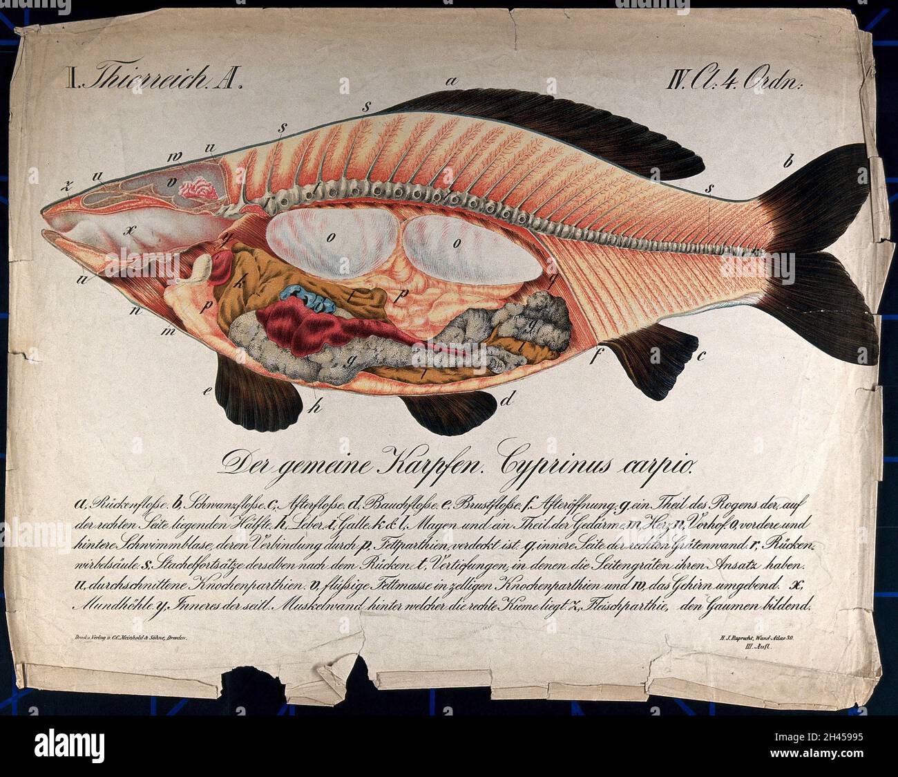 A carp: cross-section through the body of the fish, showing the ...