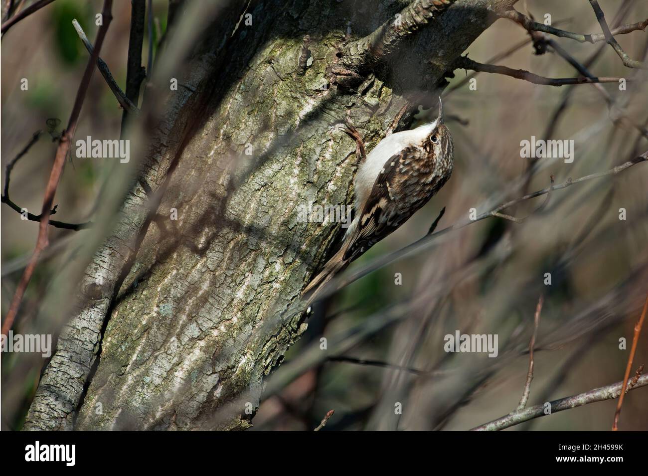 Brown creeper foraging Stock Photo - Alamy