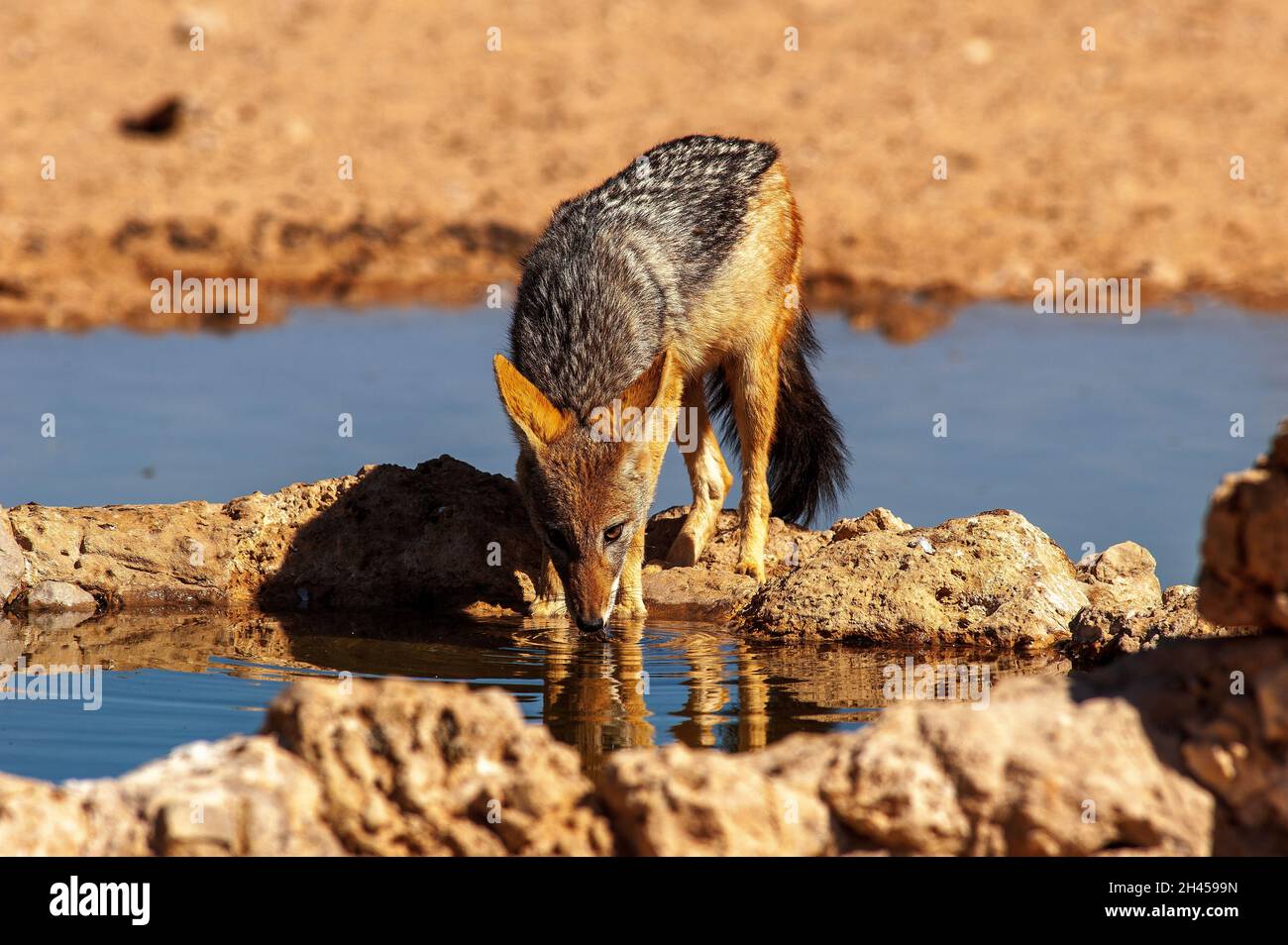 Jackal drinking at an waterhole, Kgalagadi Transfontier Park, South ...