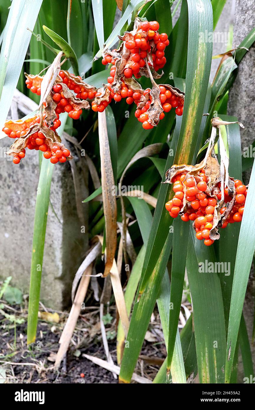 Iris foetidissima orange seeds green hi-res stock photography and ...