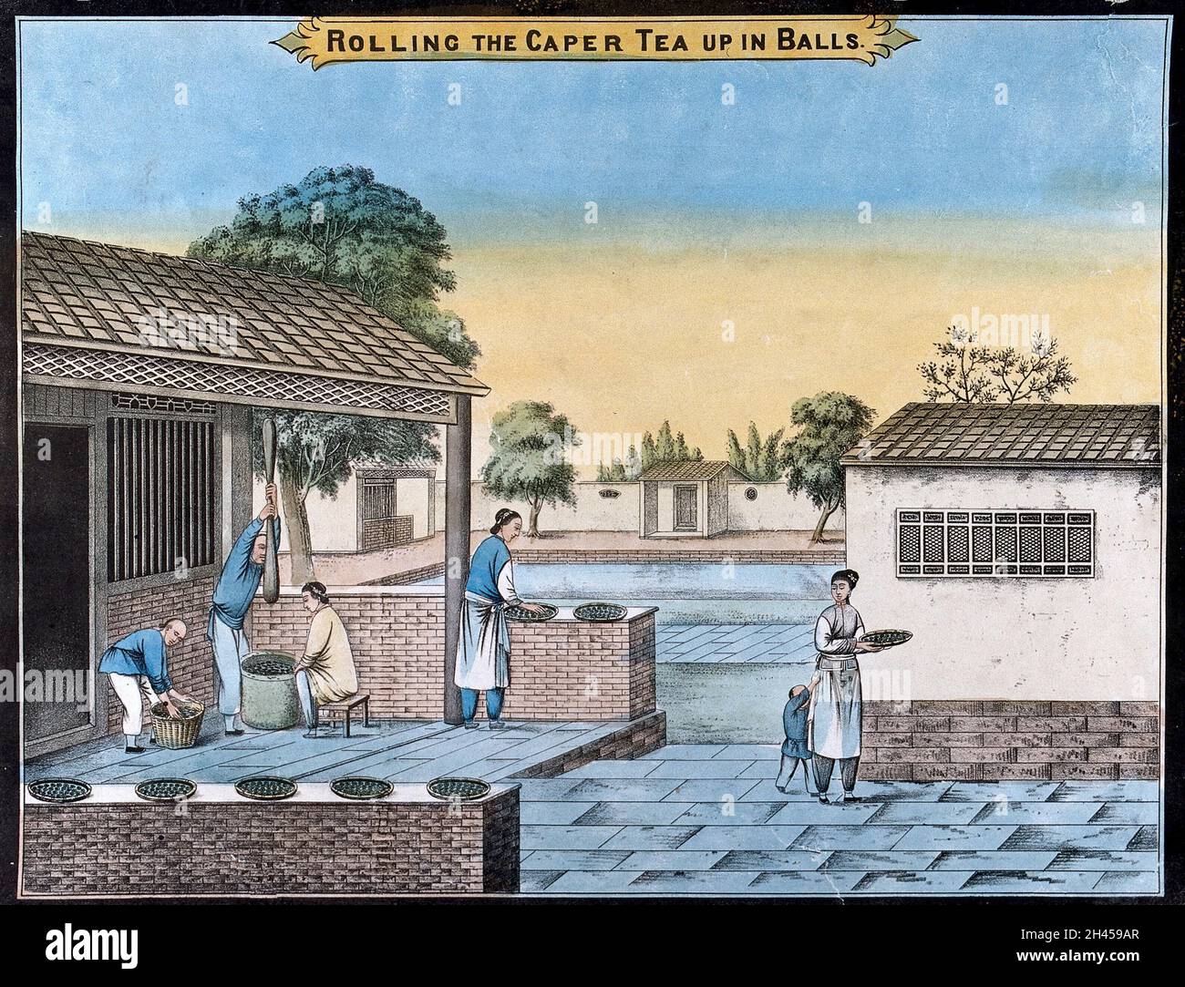 A tea plantation in China: workers roll the caper tea into balls ...