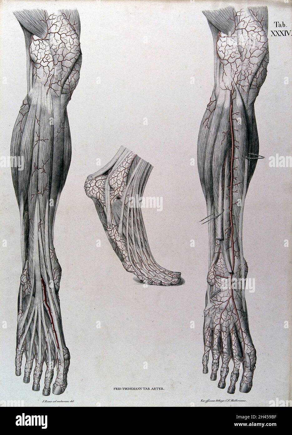 Dissections of the lower leg and the foot, front view: three figures ...