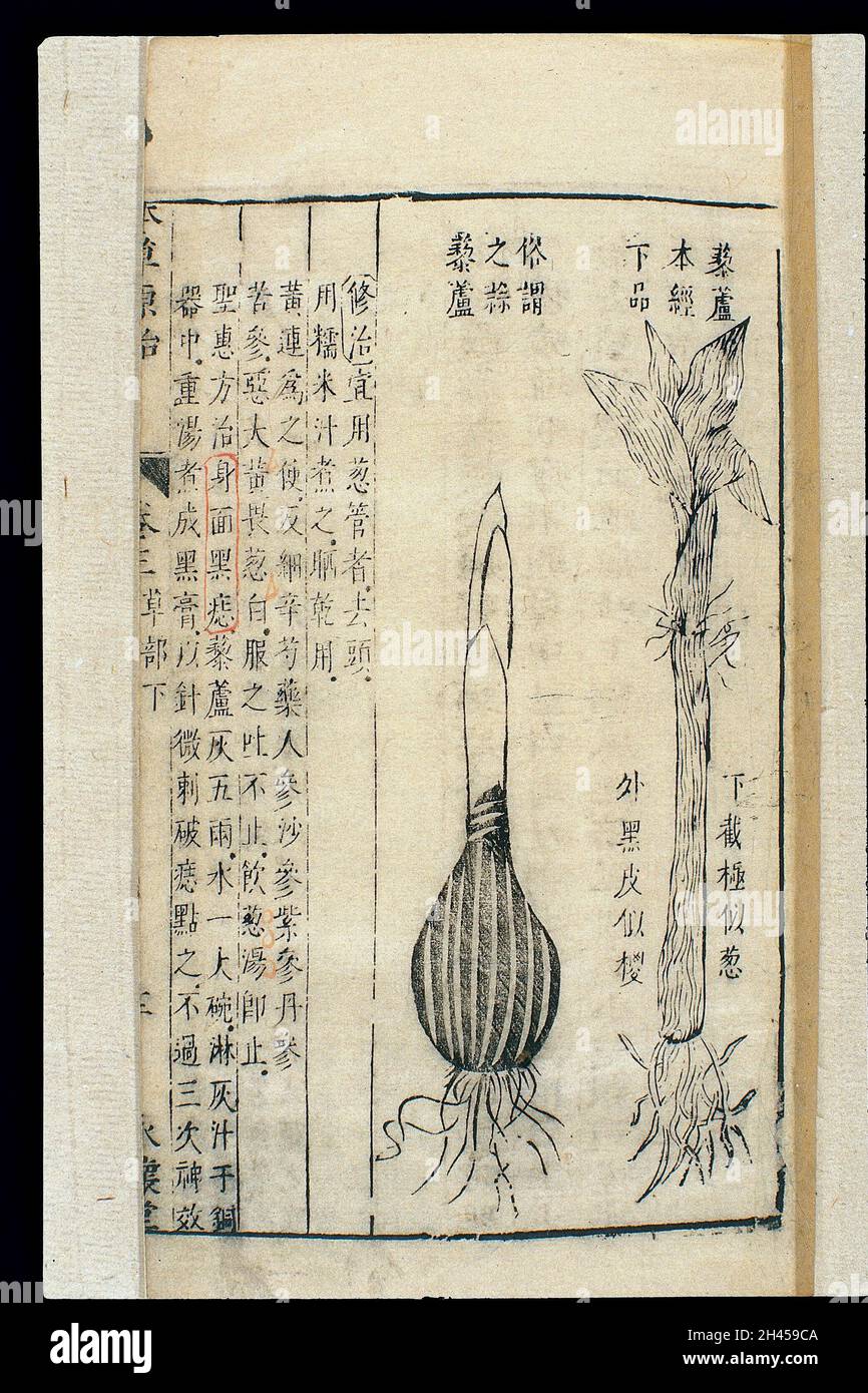 Chinese Materia medica, C17: Plant drugs, Hellebore Stock Photo - Alamy