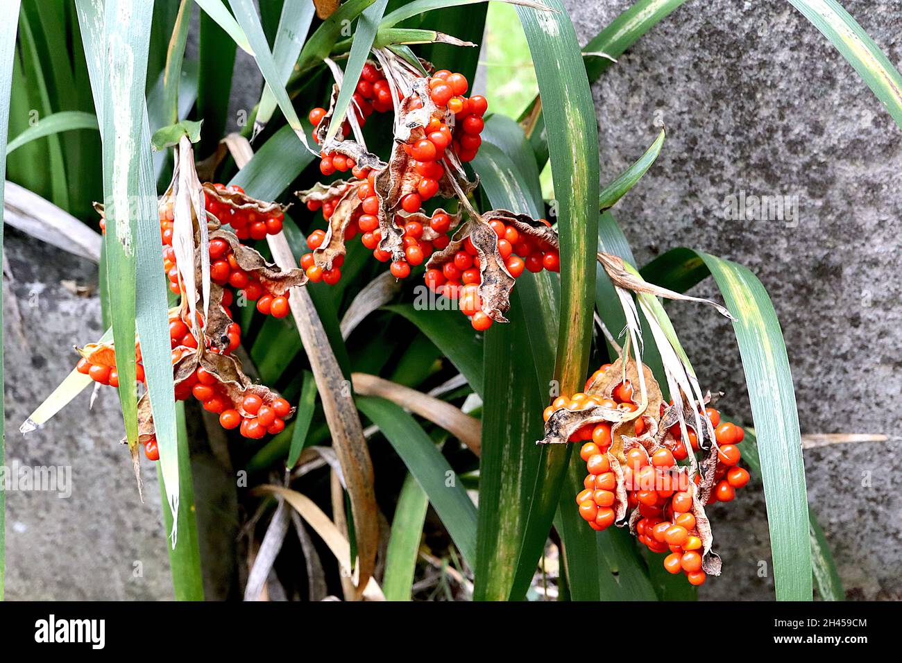 Iris foetidissima Stinking iris - clusters of orange seedpods in dry ...