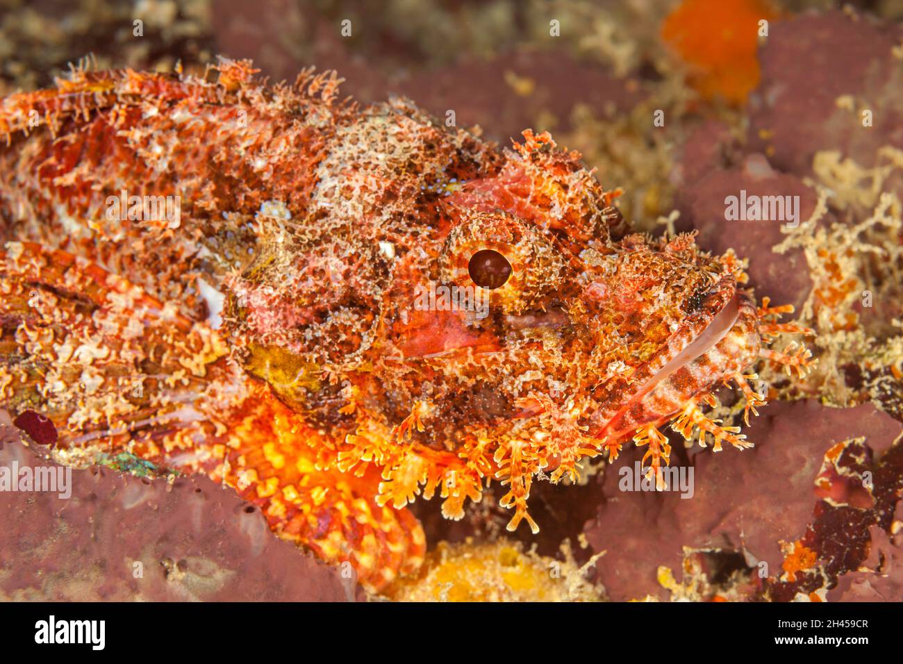 Confident of itÕs ability to camouflage this common scorpionfish ...