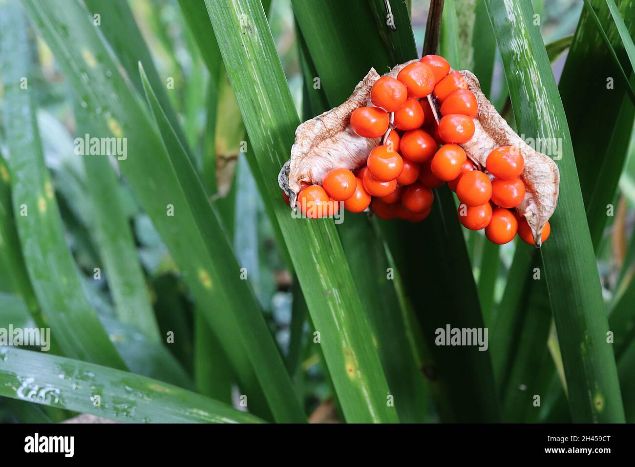 Iris foetidissima Stinking iris - clusters of orange seedpods in dry ...