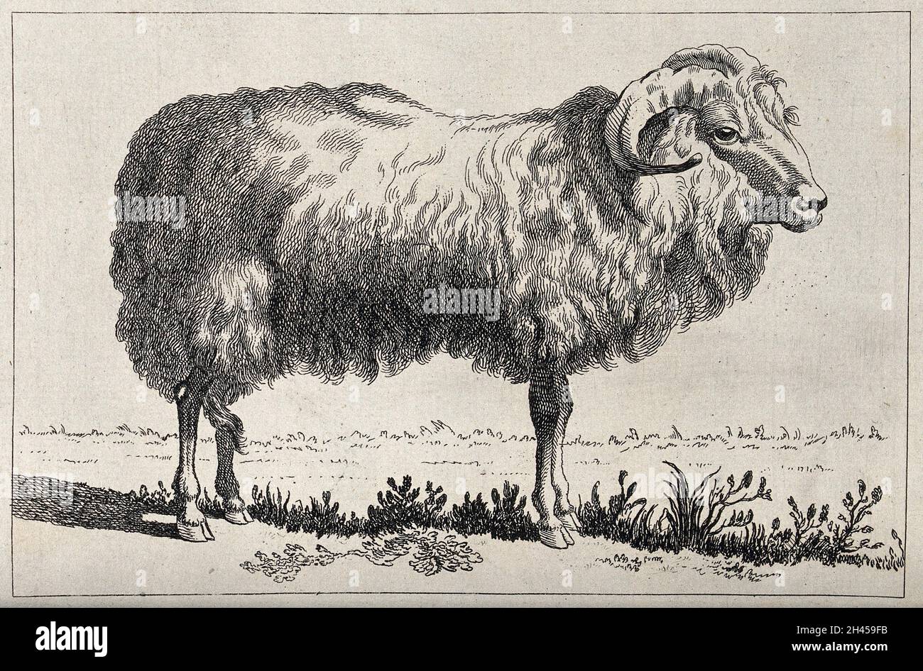 Sheep etching hi-res stock photography and images - Alamy