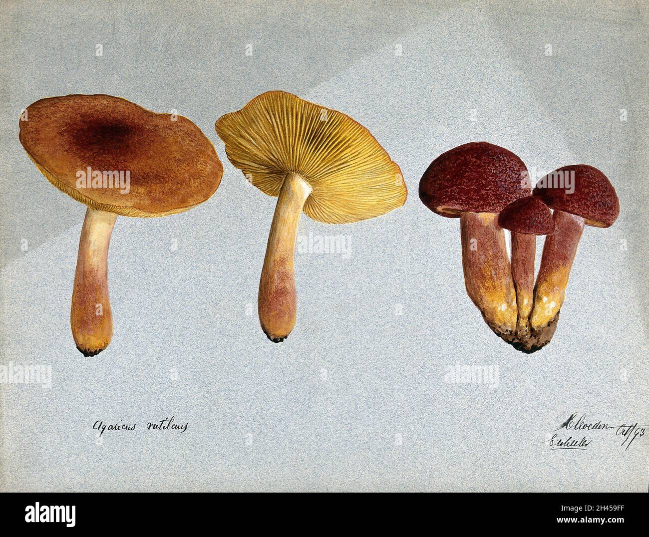 Plums and custard fungus (Tricholomopsis rutilans): five fruiting ...