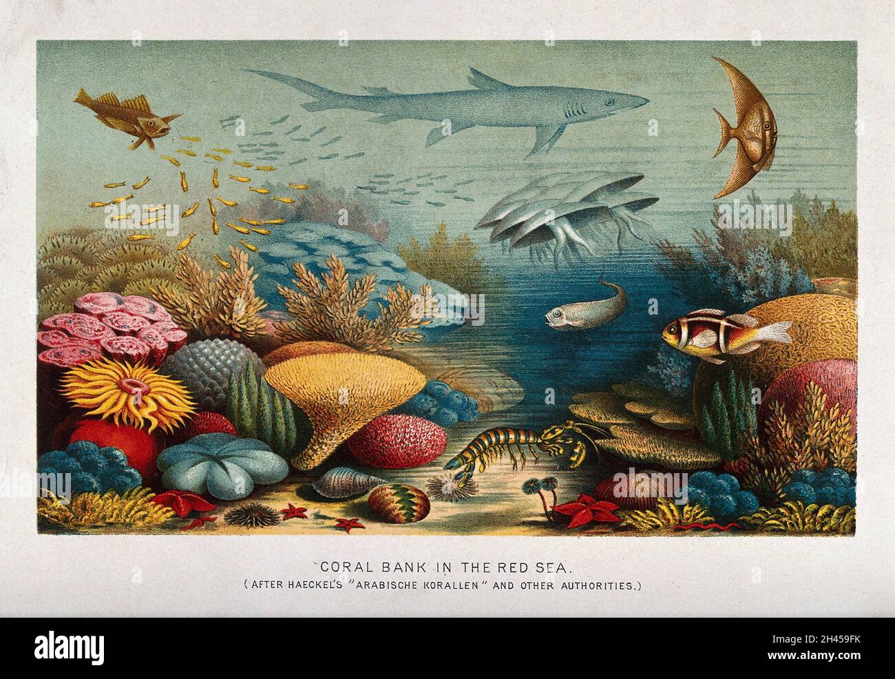 A coral reef in the Red Sea. Colour line block Stock Photo - Alamy