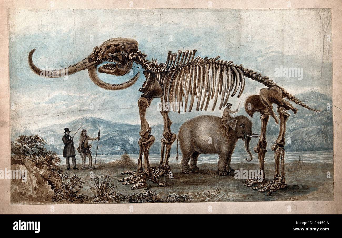Skeleton of the Missouri Leviathan: the skeleton is shown standing in a ...