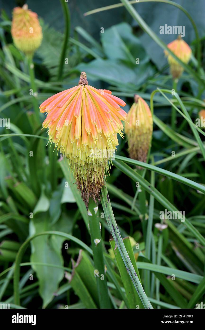 Kniphofia rooperi Roopers red hot poker – orange and yellow tubular ...