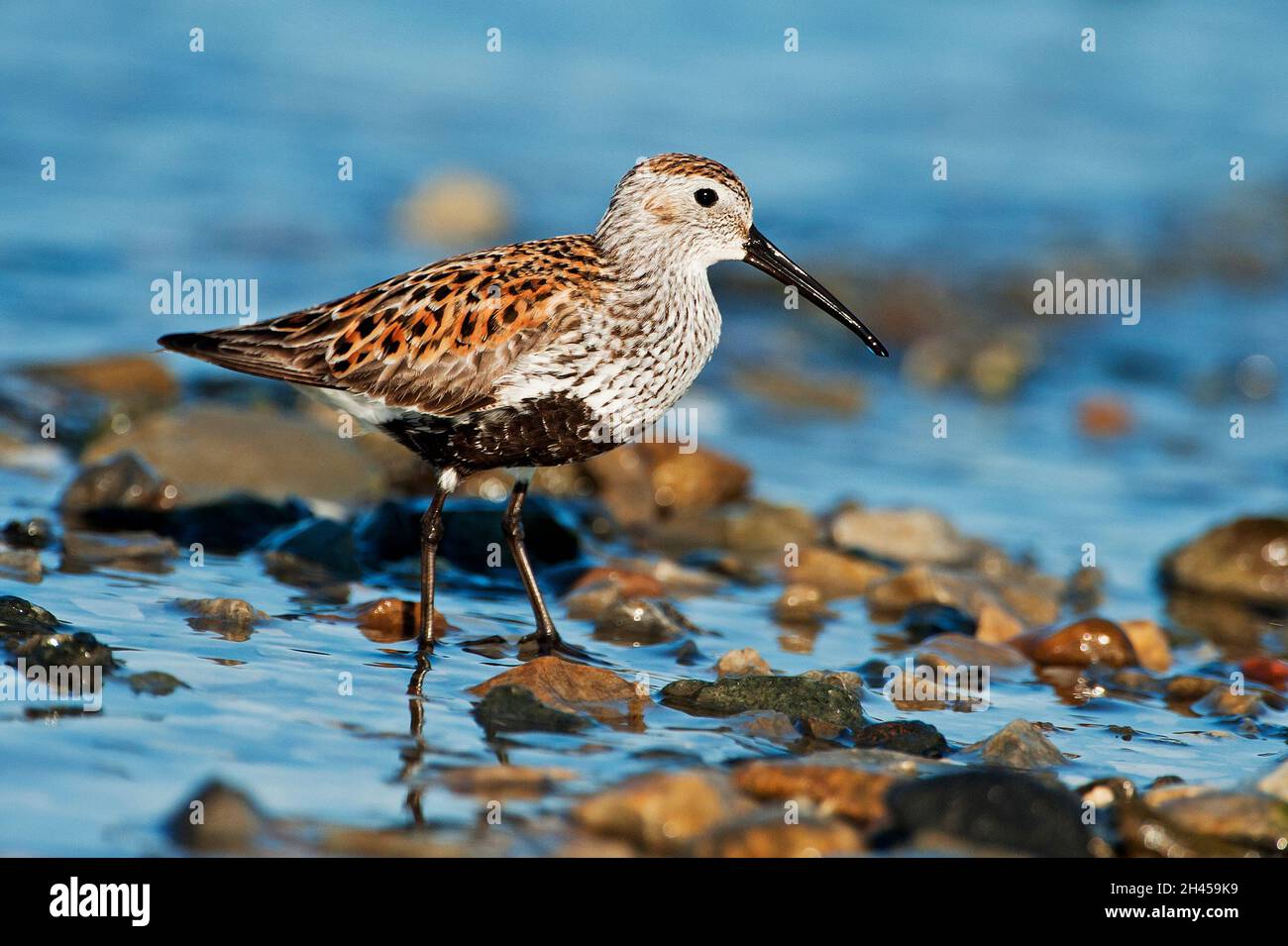 Dunlin in breeding plumage Stock Photo - Alamy