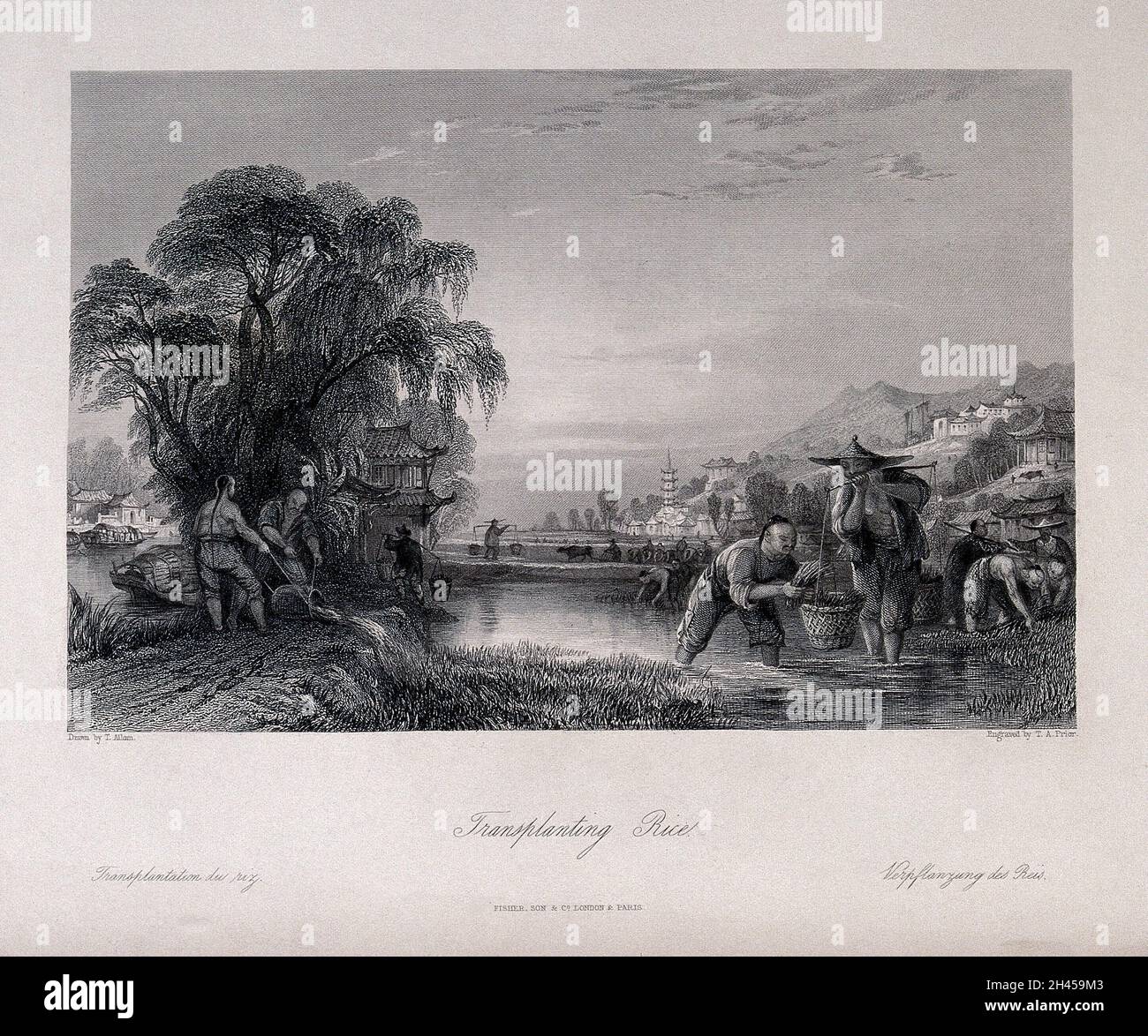 Rice engraving hi-res stock photography and images - Alamy