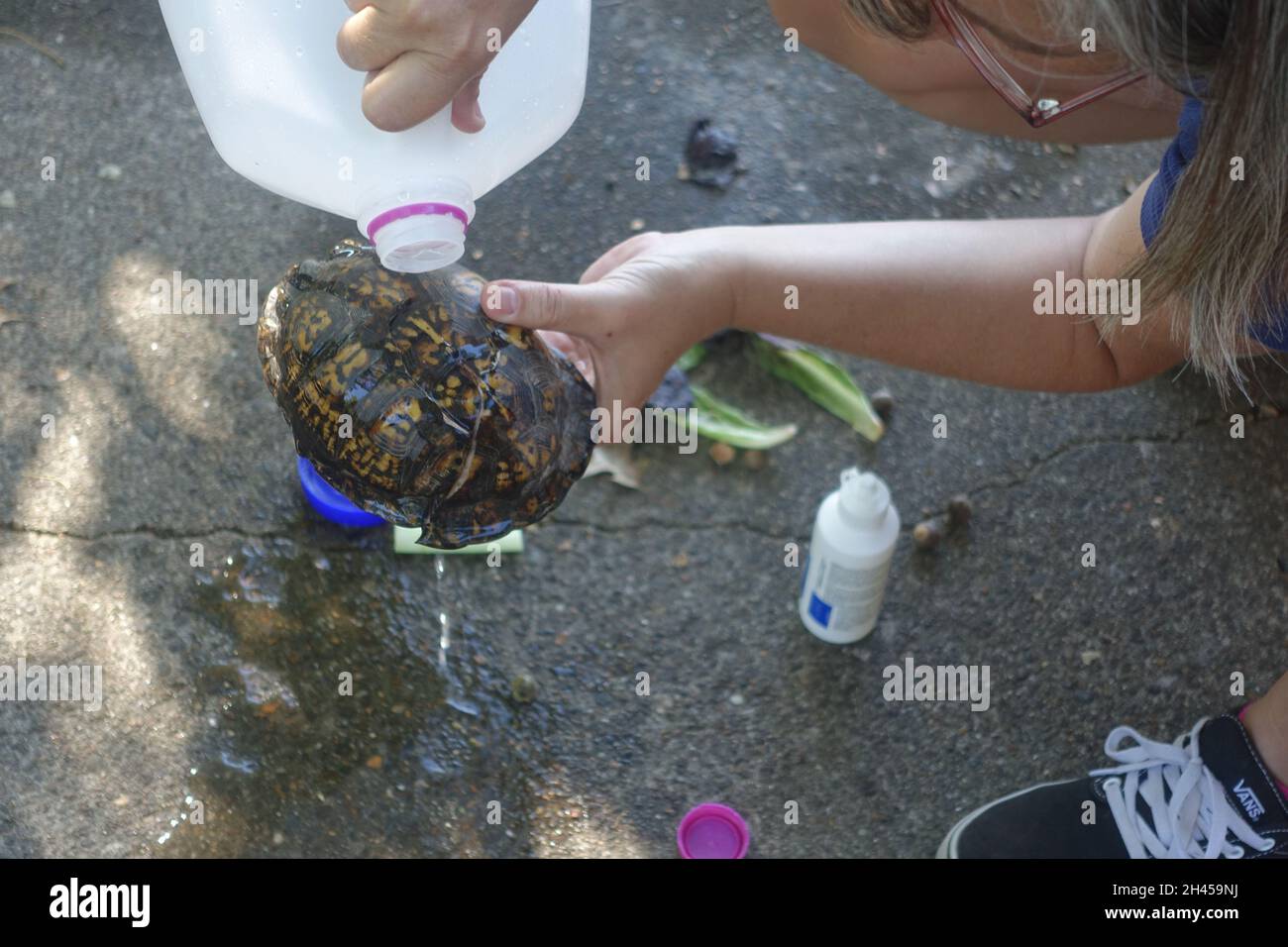 Turtle with cracked shell given new lease on life Stock Photo - Alamy
