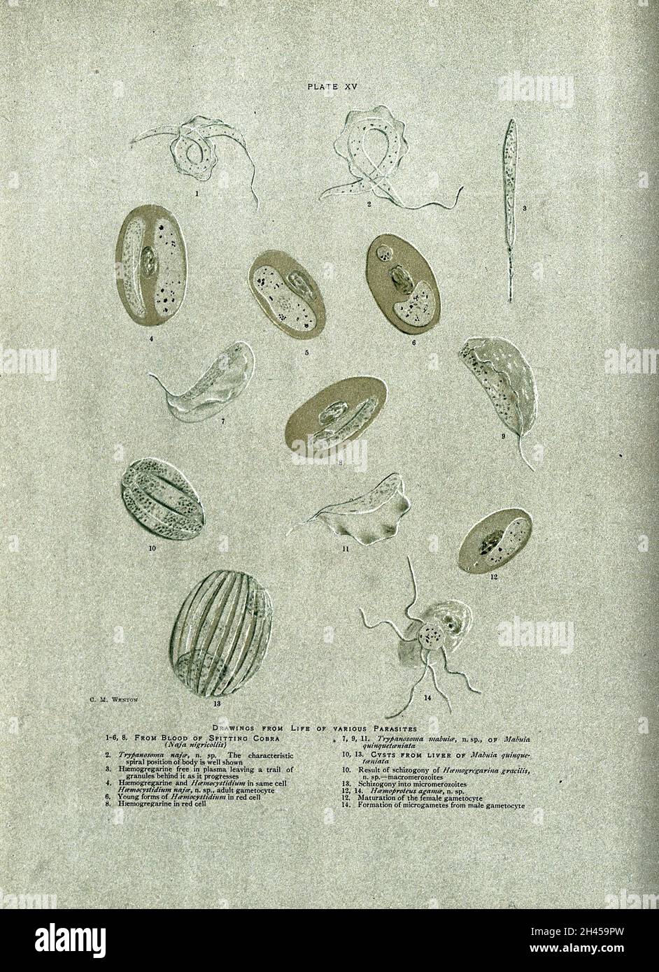 Microscopy: parasites at 1000X magnification. Coloured process print ...