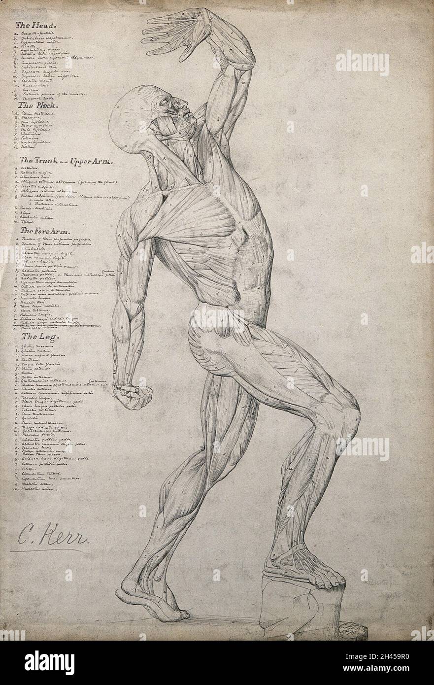 Human Male Arm Side View