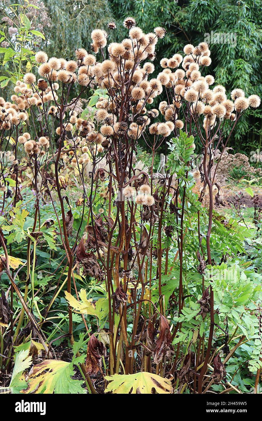 Ligularia dentata desdemona leaves hi-res stock photography and images ...