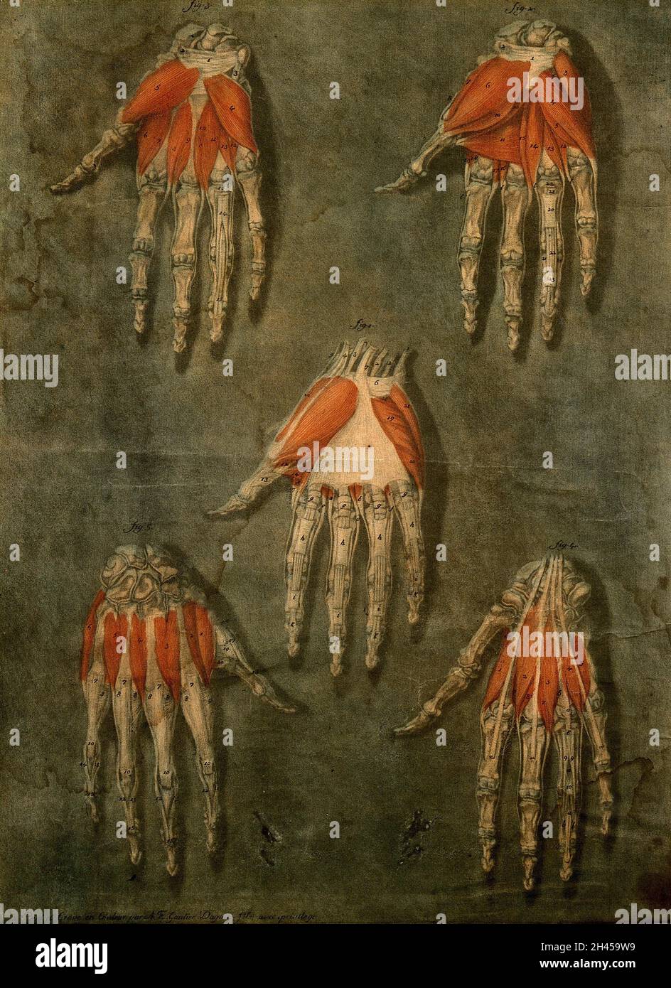 Muscles and bones of the hand. Colour mezzotint by A. E. Gautier d ...