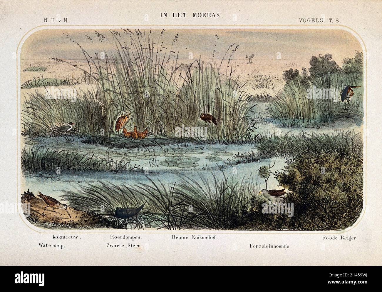 Birds of the marsh and swamp shown in their natural surroundings ...