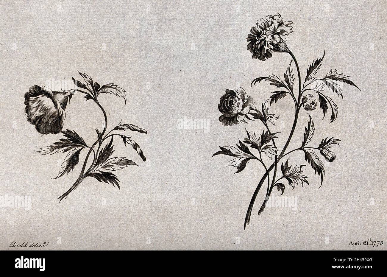 Two sprigs of flowers, including Convolvulus and carnations, meant as ...