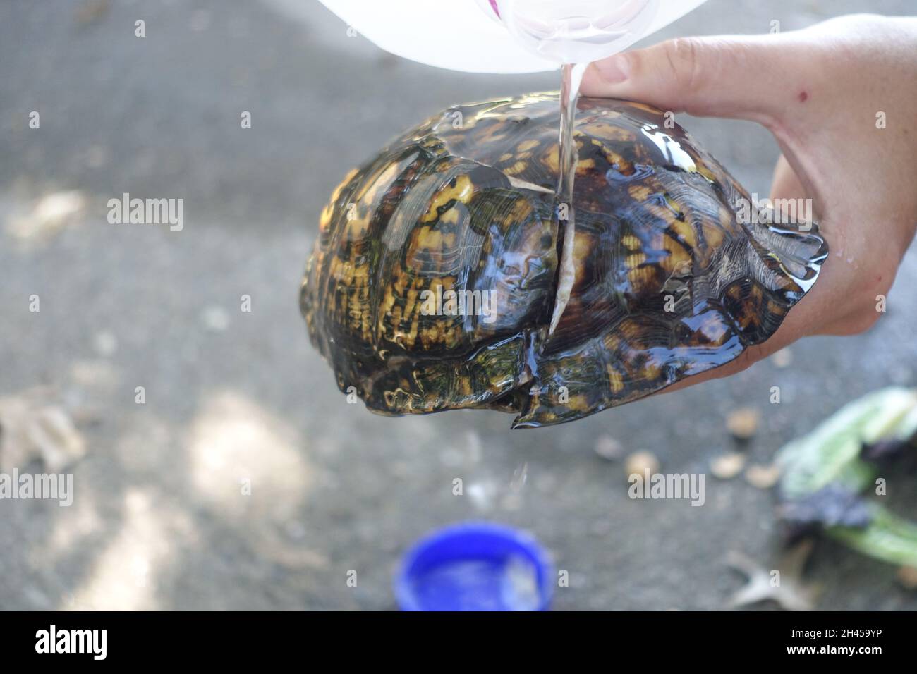 Turtle with cracked shell given new lease on life Stock Photo - Alamy