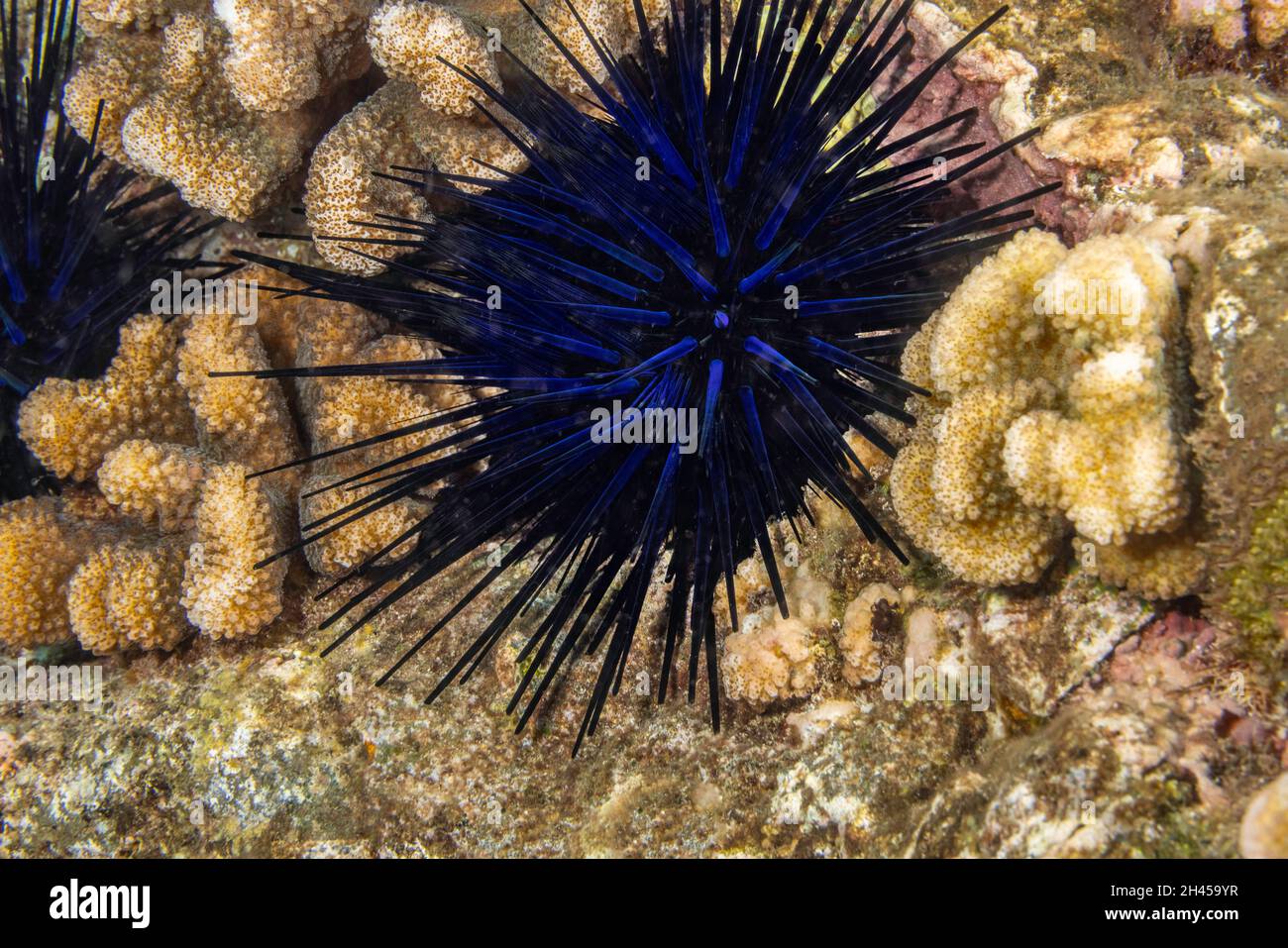 Black urchin hi-res stock photography and images - Alamy