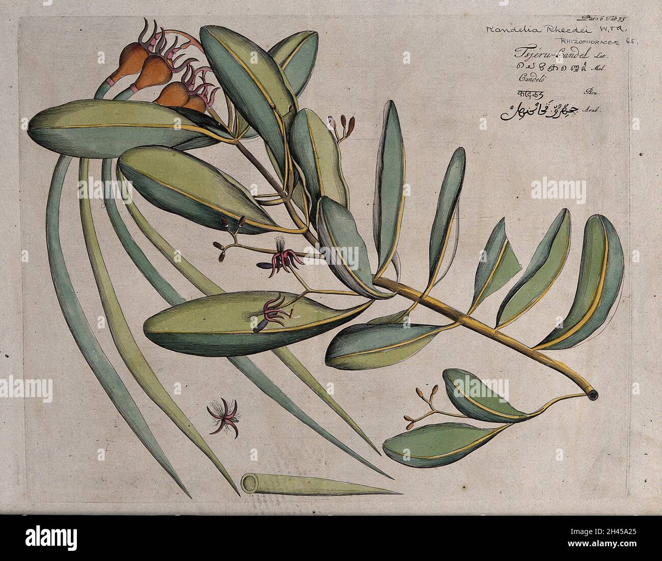 Kandel or Mangrove plant (Kandelia candel (L.) Druce): branch with ...