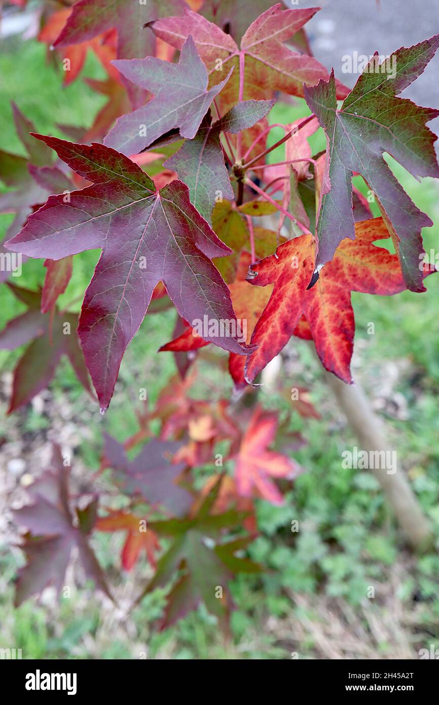 Liquidambar styraciflua ‘Worplesdon’ sweet gum Worplesdon – lobed lobes of red, dark bronze ...
