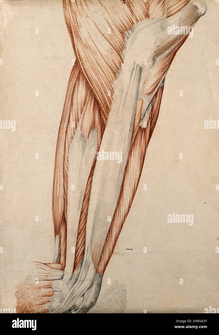 Muscles and tendons of the thigh and knee-joint. Red chalk and pencil ...
